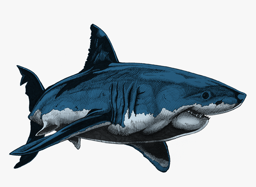 Shark Drawing In Colour - Draw And Colour A Shark, HD Png Download ...