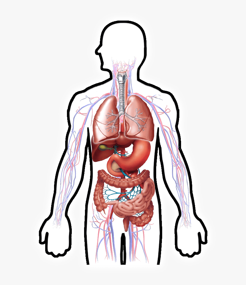 Digestive System Clipart Hd, Hd Png Download , Png - Digestive System ...