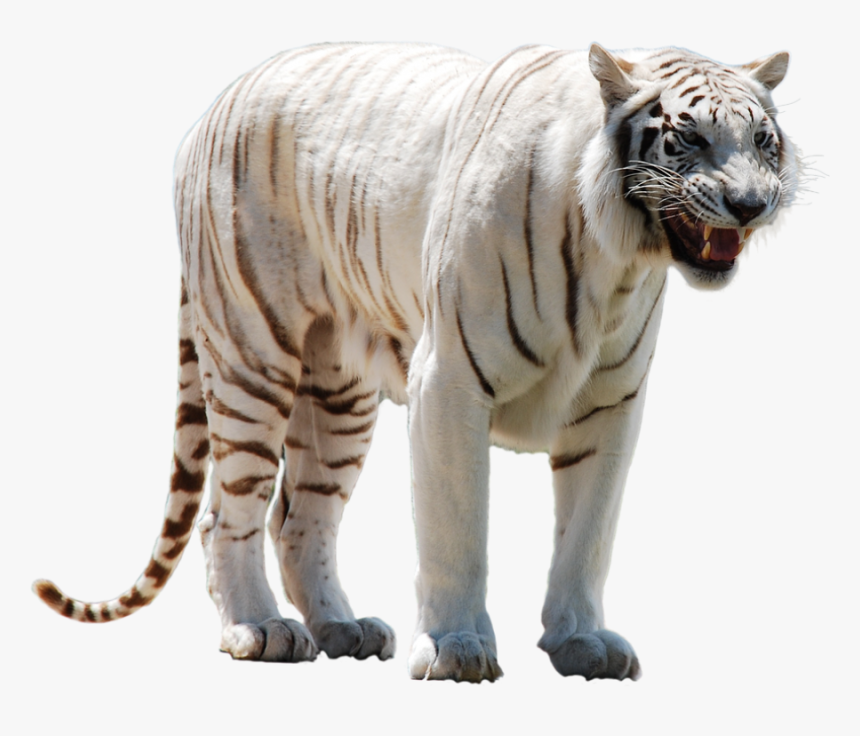 White Tiger Nervous - White Tiger Png Hd, Transparent Png , Transparent ...