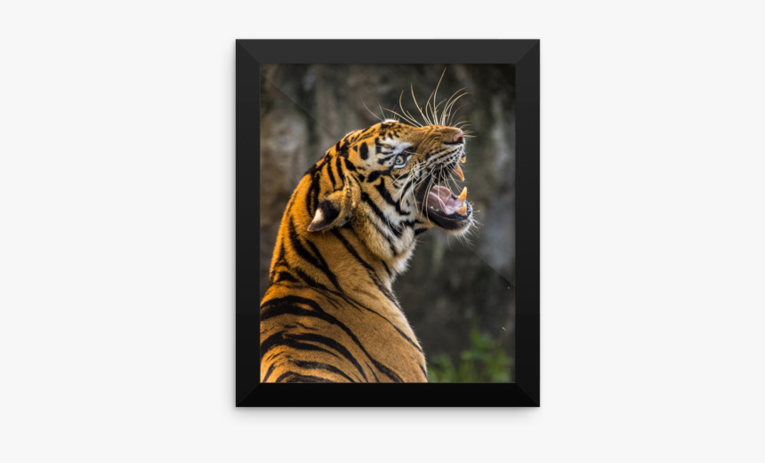 Tiger Attack, HD Png Download , Transparent Png Image - PNGitem
