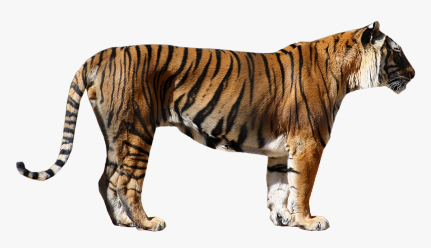 Tiger Png - Tiger Front And Side View, Transparent Png , Transparent ...