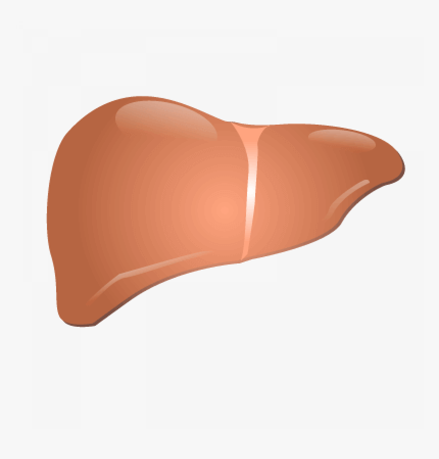 Liver Png, Transparent Png , Transparent Png Image - PNGitem