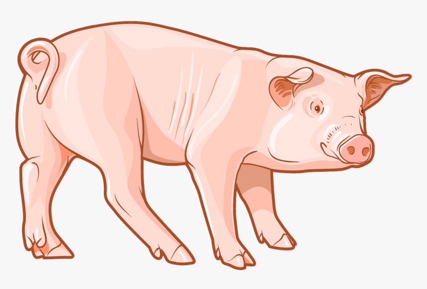 Pig Clipart - Domestic Pig, HD Png Download , Transparent Png Image ...