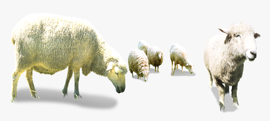 Flock Of Sheep Png - Sheep Herd Png, Transparent Png , Transparent Png ...