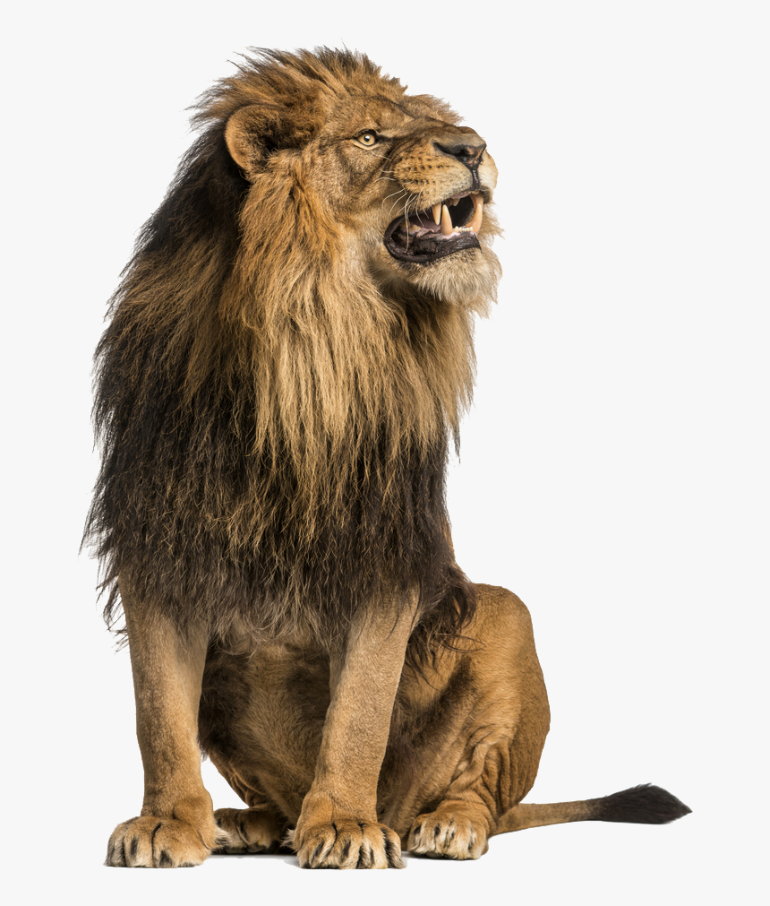 Lion Png, Transparent Png , Transparent Png Image - PNGitem