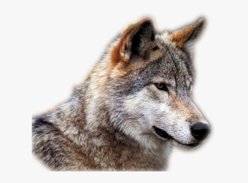 Wolf Png, Transparent Png , Transparent Png Image - PNGitem