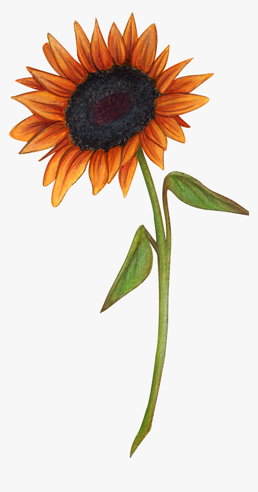 Hand Drawn A Sunflower Png Transparent, Png Download , Transparent Png ...
