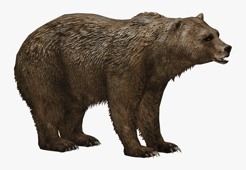 Short Faced Bear Png , Png Download, Transparent Png , Transparent Png ...