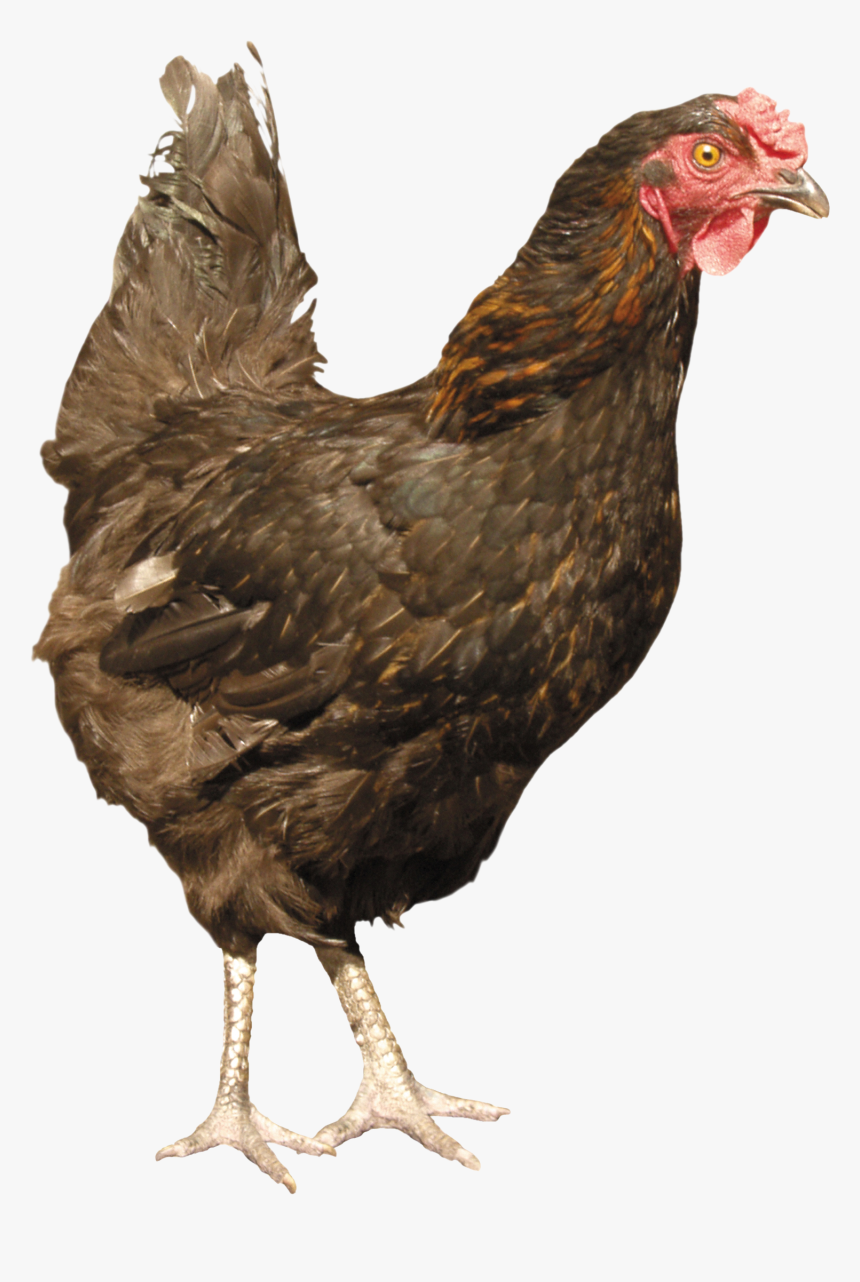 Chicken Png, Transparent Png , Transparent Png Image - PNGitem