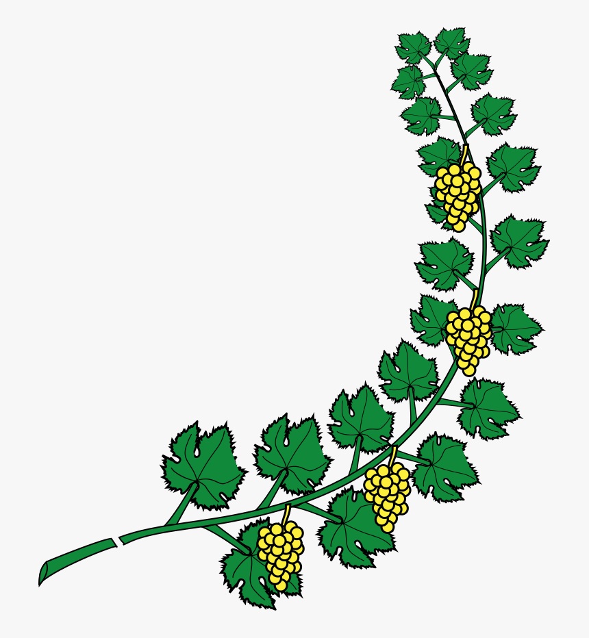 Transparent Grape Vines Png, Png Download , Transparent Png Image - PNGitem