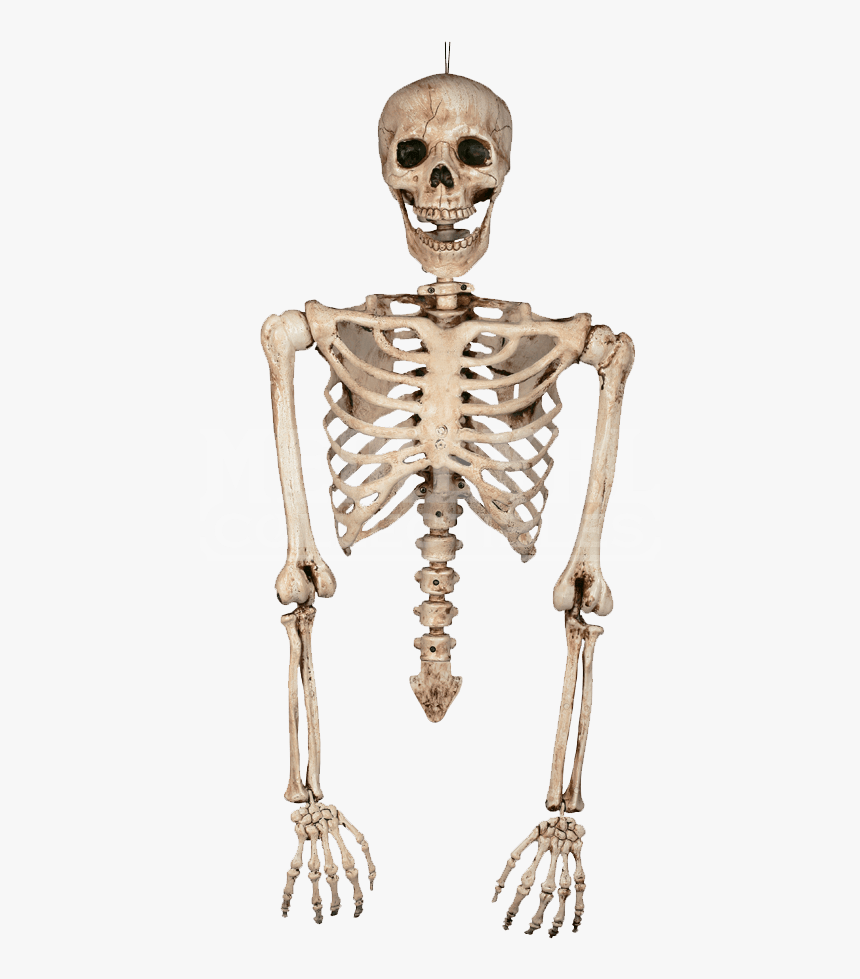 Transparent Skeleton Transparent Png, Png Download , Transparent Png ...