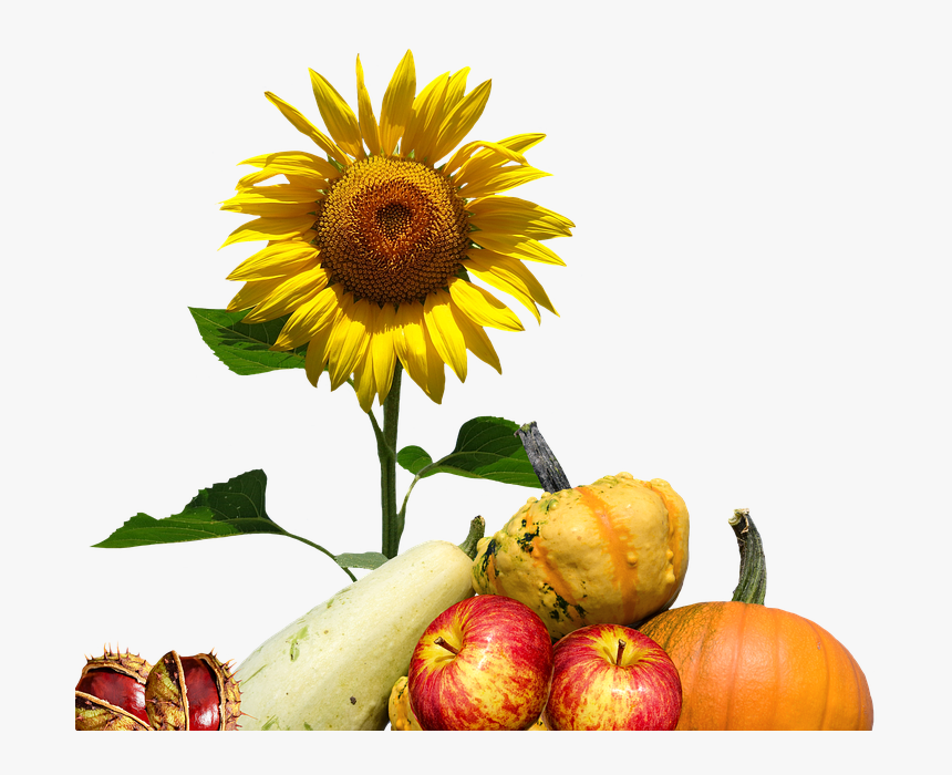 Thanksgiving Png, Transparent Png , Transparent Png Image - PNGitem