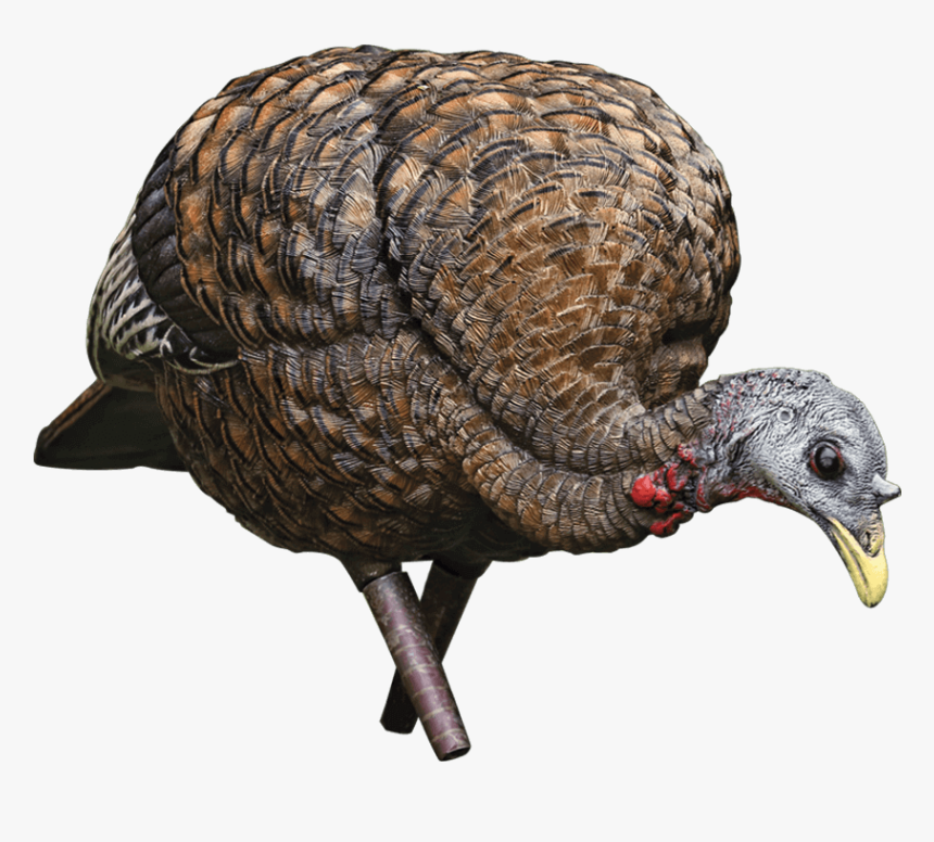 Transparent Wild Turkey Png, Png Download , Transparent Png Image - PNGitem
