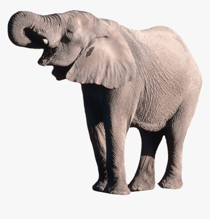 Elephant , Png Download, Transparent Png , Transparent Png Image - PNGitem