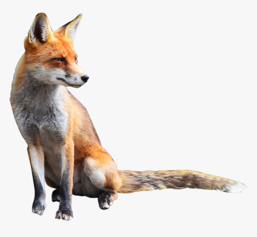 Fox Png, Transparent Png , Transparent Png Image - PNGitem