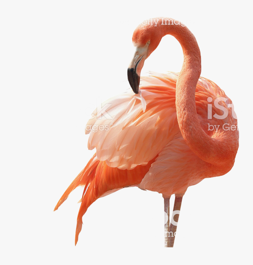 Flamingo Png, Transparent Png , Transparent Png Image - PNGitem