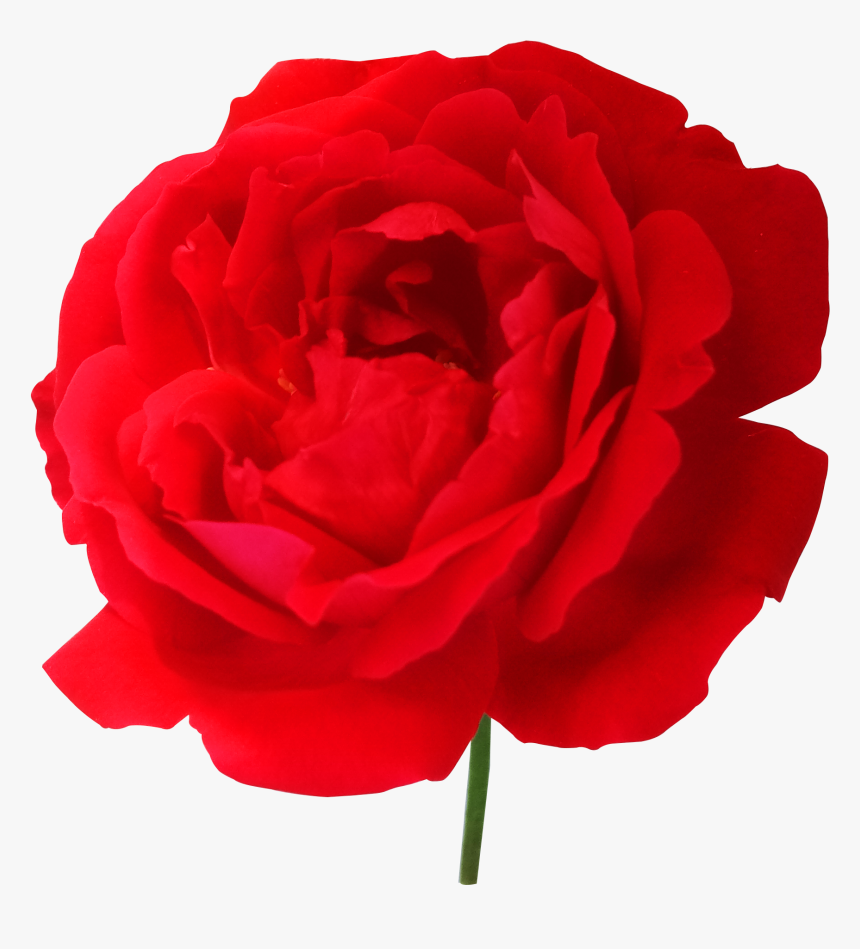 Rose Transparent, HD Png Download , Transparent Png Image - PNGitem