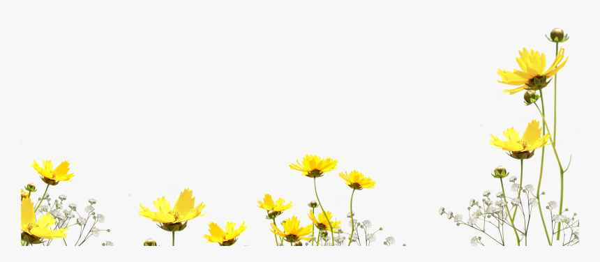Free Flower Photo Overlay, Photoshop Overlays From, HD Png Download ...
