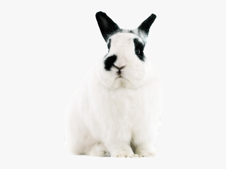 White Rabbit Png Free Pic, Transparent Png , Transparent Png Image ...