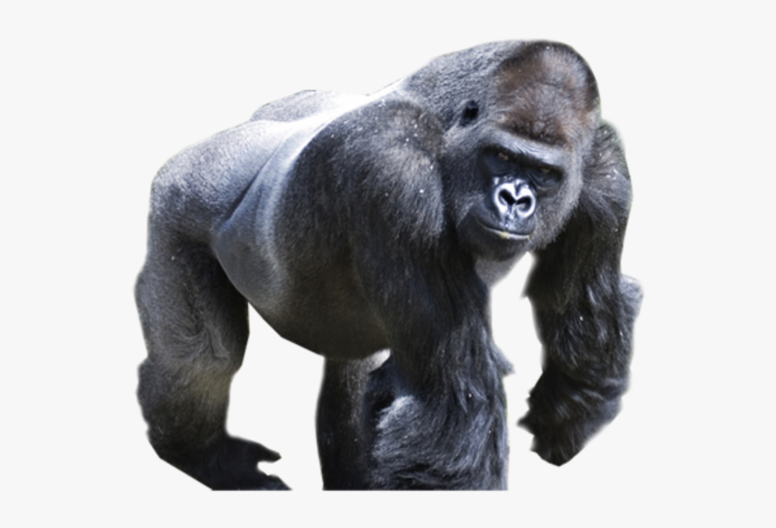 Gorilla Png, Transparent Png , Transparent Png Image - PNGitem