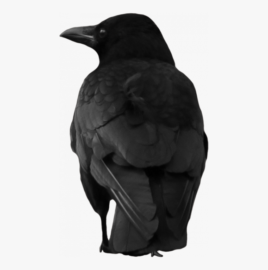 Crow Png, Transparent Png , Transparent Png Image - PNGitem