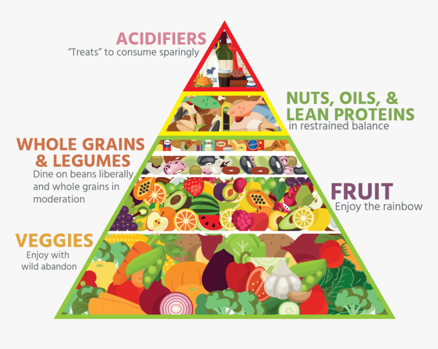 Bailey S Food Pyramid, HD Png Download , Transparent Png Image - PNGitem