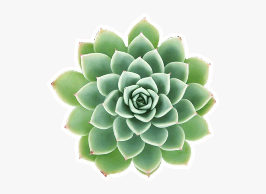 Succulent Png, Transparent Png , Transparent Png Image - PNGitem