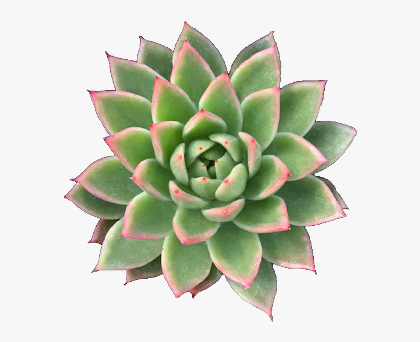 Succulent Png, Transparent Png , Transparent Png Image - PNGitem