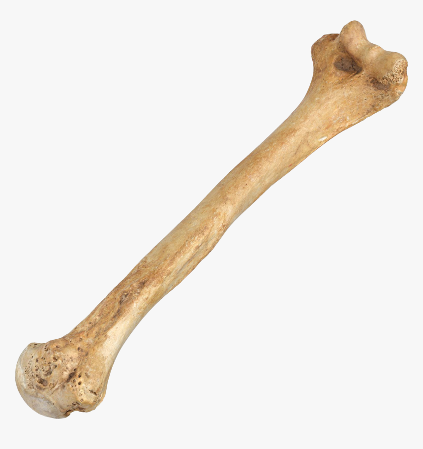 Bone Png, Transparent Png , Transparent Png Image - PNGitem