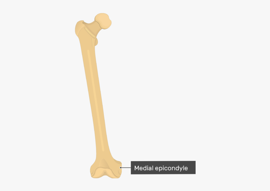 Leg Bone Png, Transparent Png , Transparent Png Image - PNGitem