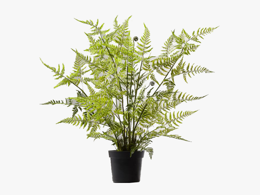Potted Tree Fern , Png Download, Transparent Png , Transparent Png ...