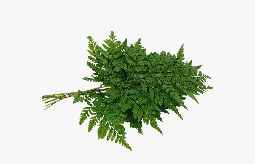 Fern Png, Transparent Png , Transparent Png Image - PNGitem