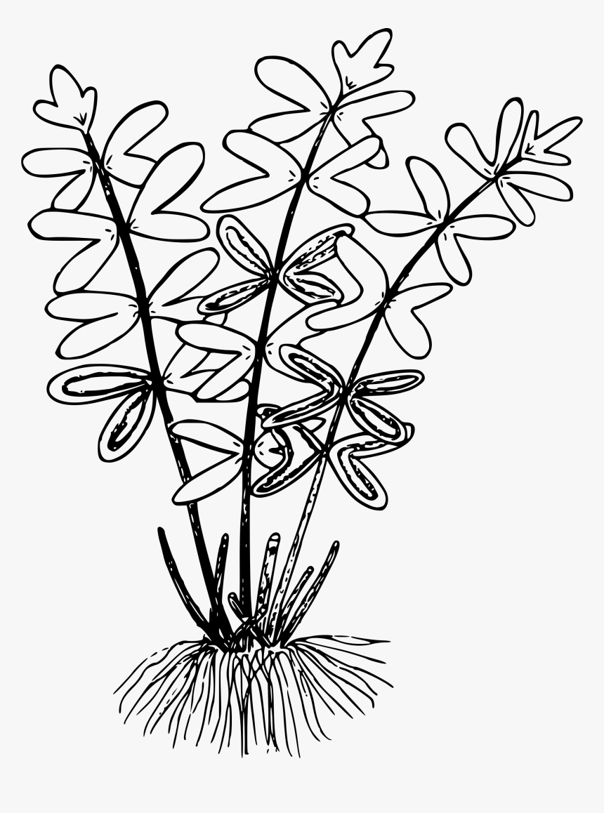 Brewer S Cliff Brake Fern Clip Arts, HD Png Download , Transparent Png ...