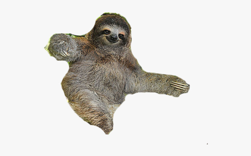 Sloth Png Transparent Images, Png Download , Transparent Png Image ...