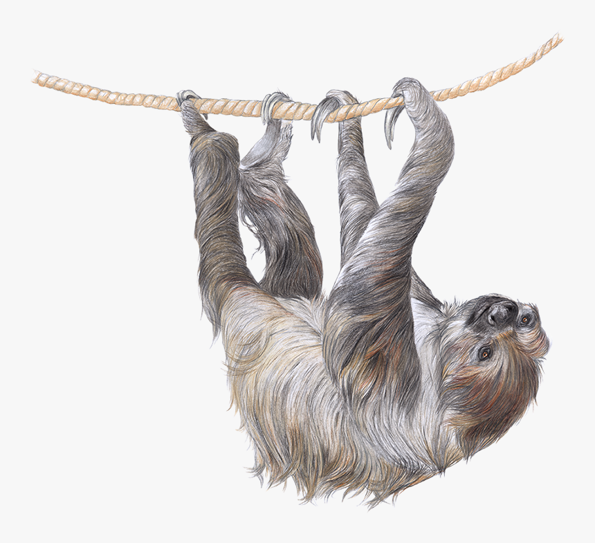 Sloth Png, Transparent Png , Transparent Png Image - PNGitem