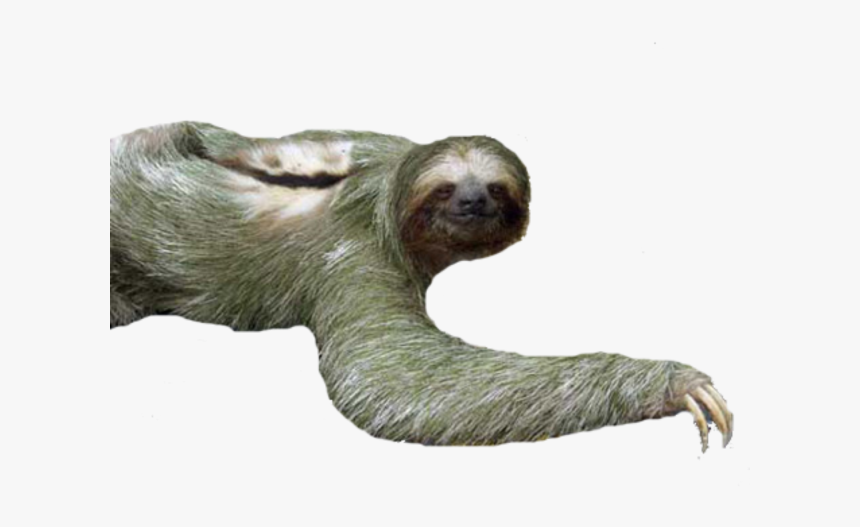 Sloth Png, Transparent Png , Transparent Png Image - PNGitem