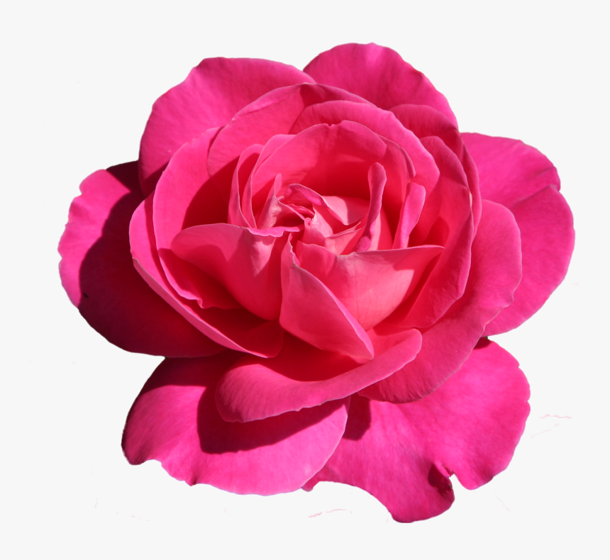 Pink Rose Png, Transparent Png , Transparent Png Image - PNGitem