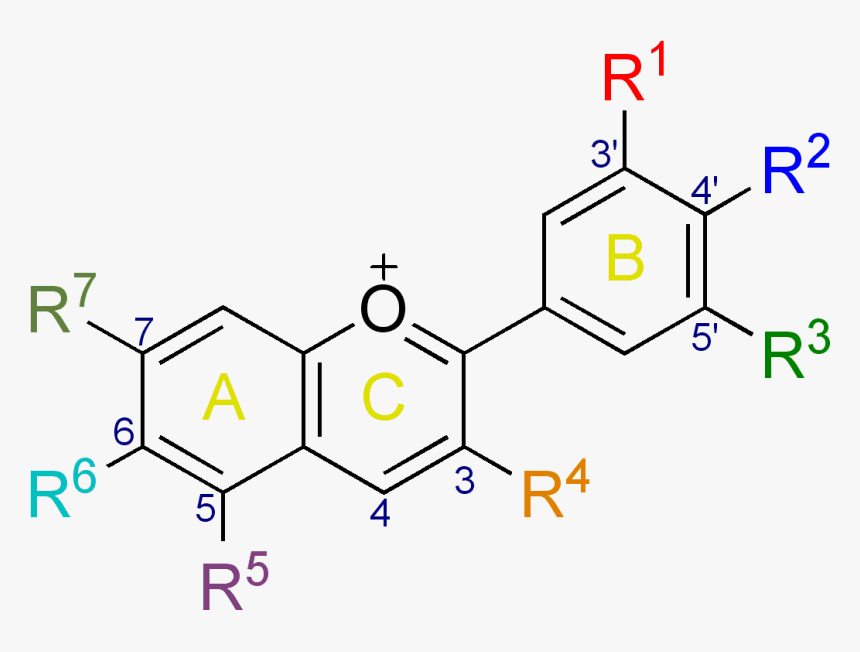 Anthocyanidin With Numbers, HD Png Download , Transparent Png Image ...
