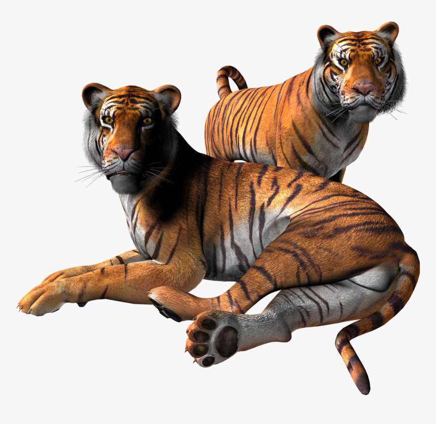 Animal Png, Transparent Png , Transparent Png Image - PNGitem