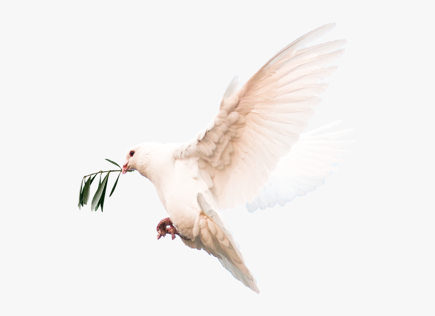 Doves Png, Transparent Png , Transparent Png Image - PNGitem