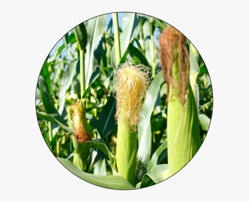 Bahubali Png, Transparent Png , Transparent Png Image - PNGitem