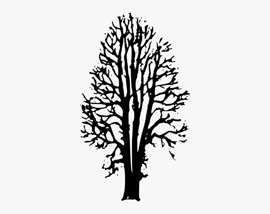 Beech Tree Vector Image, HD Png Download , Transparent Png Image - PNGitem