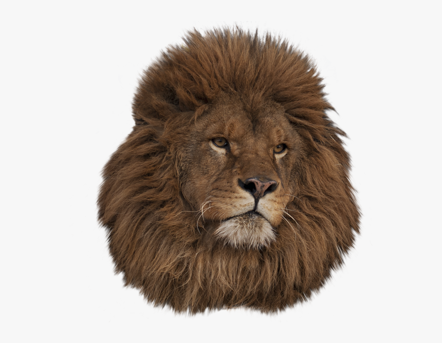 Lion Head Tumblr Transparent Download, HD Png Download , Transparent ...