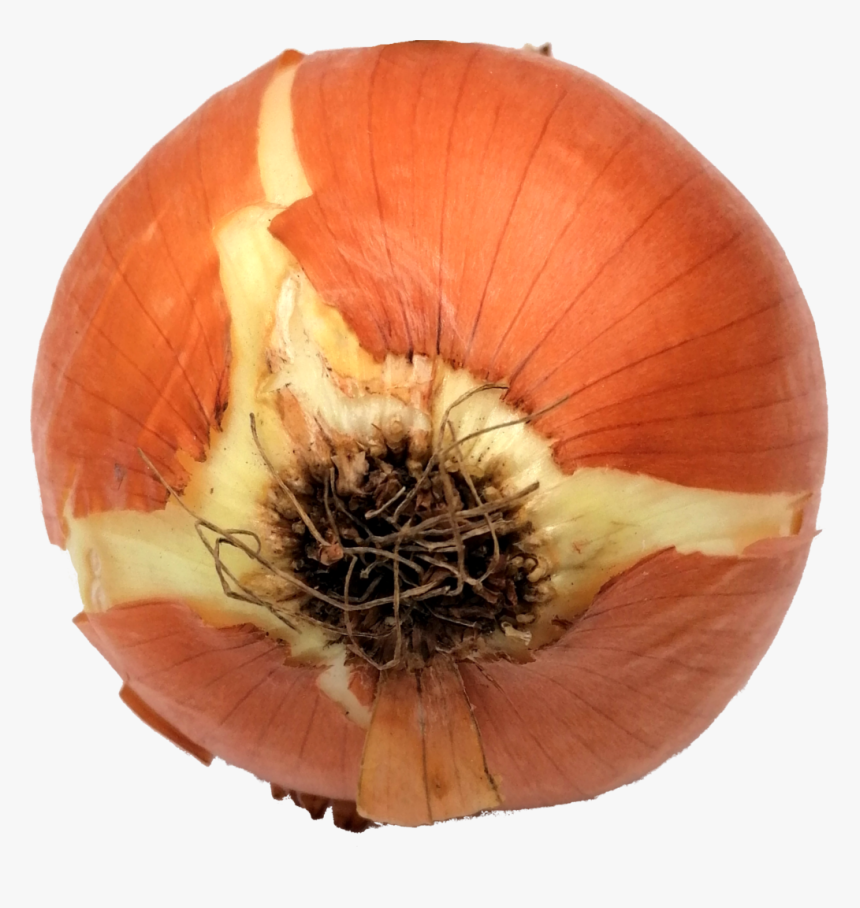 Onion-2, HD Png Download , Transparent Png Image - PNGitem