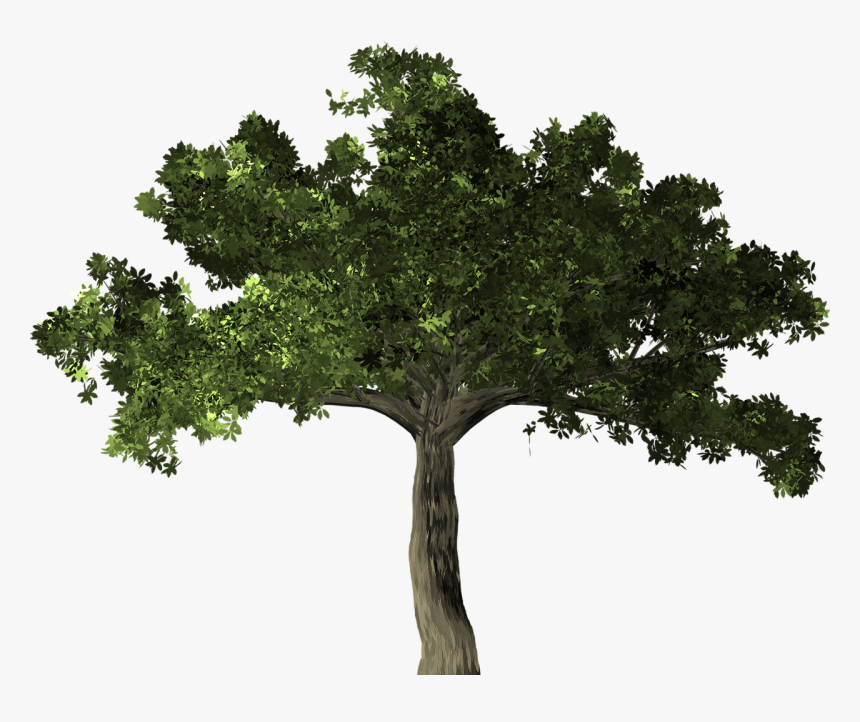 Fig Tree Png, Transparent Png , Transparent Png Image - PNGitem
