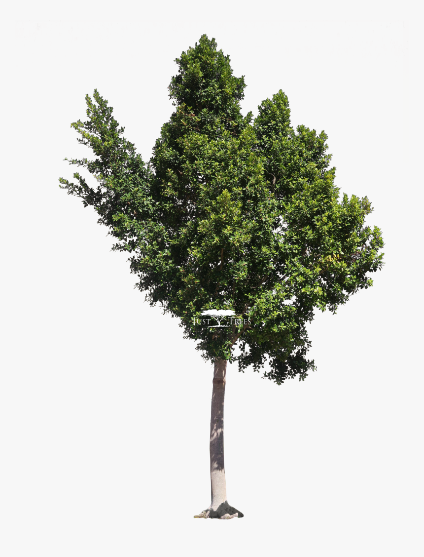 High Resolution Trees Png, Transparent Png , Transparent Png Image ...