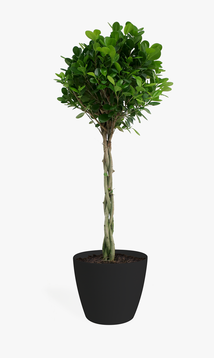 Fig Trees, HD Png Download , Transparent Png Image - PNGitem