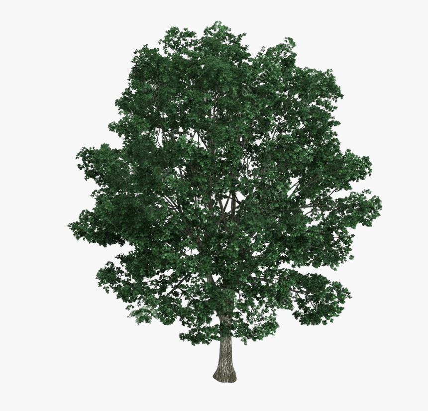 Transparent Ficus Tree Png - Top View Tree Texture Png, Png Download ...