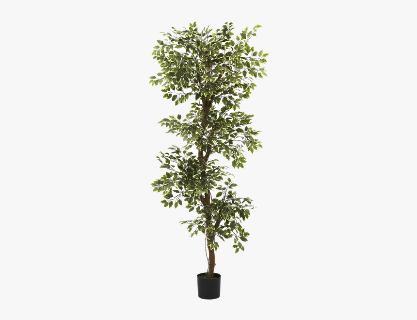 Multi Layer Ficus Tree Bush, HD Png Download , Transparent Png Image ...
