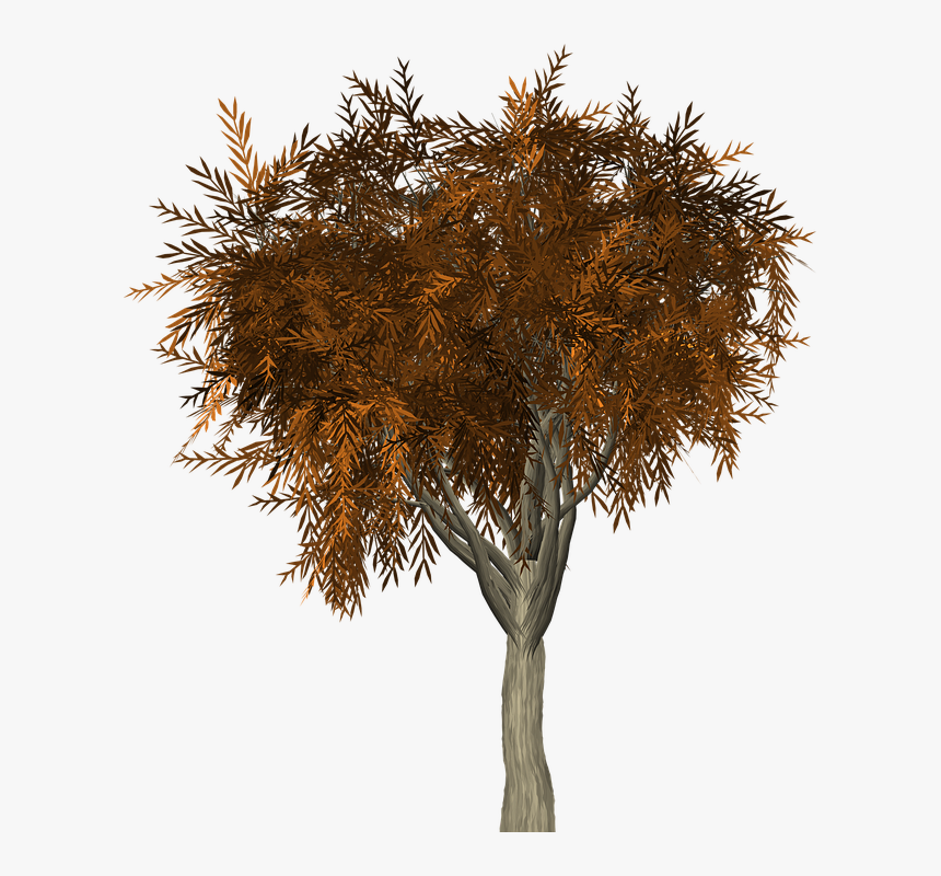 Tree Leaves Autumn Fall Branches Isolated Nature - Autumn, HD Png ...